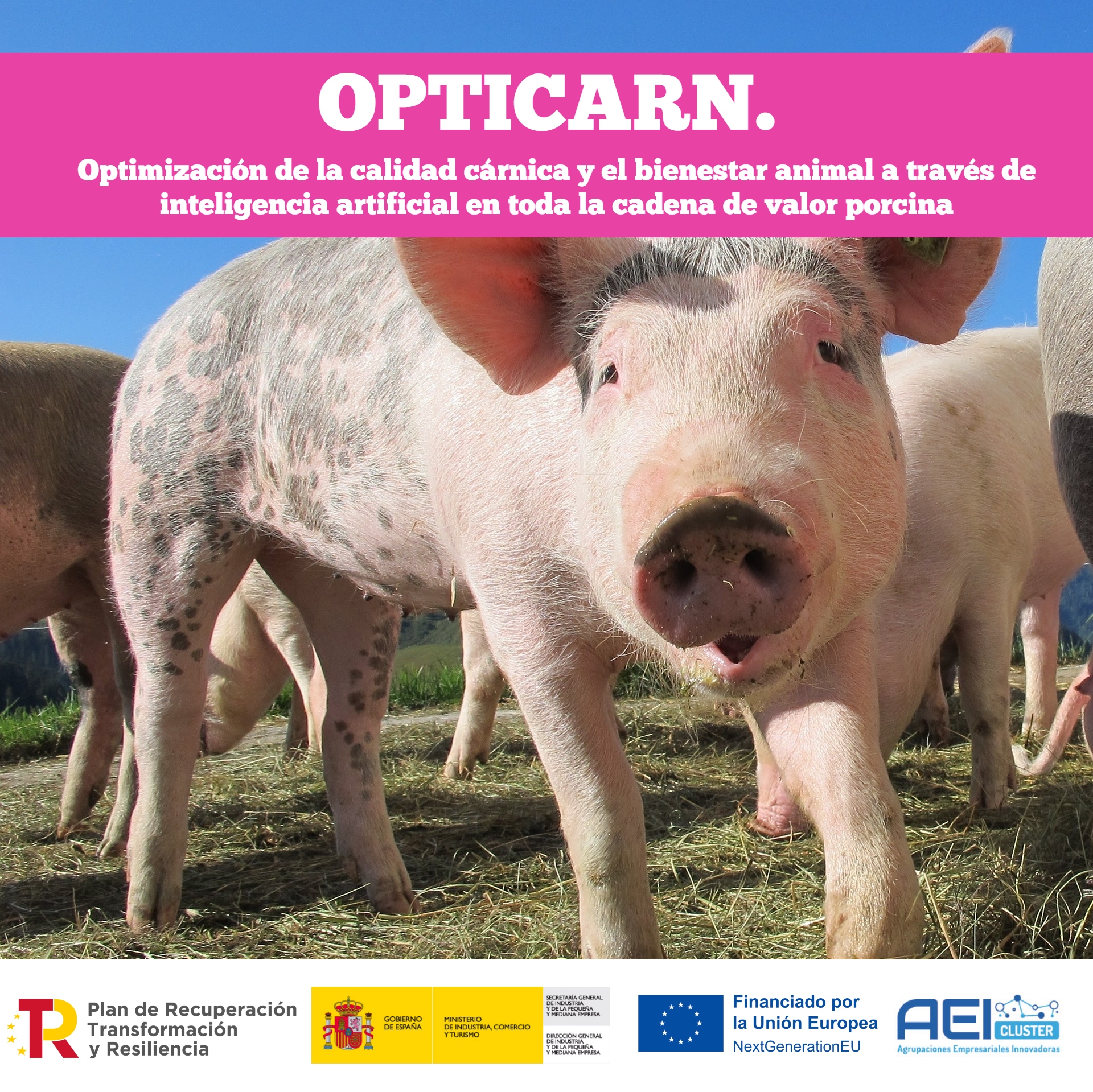 OPTICARN. Optimización de la calidad cárnica y el bienestar animal a ...